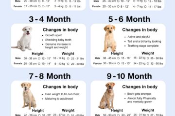 Labrador Retriever Food Chart Feeding Guidelines