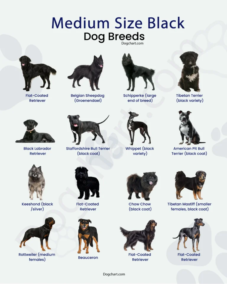 Medium Black Dog Breeds | Rare, Fluffy, Long & Short Hair Types