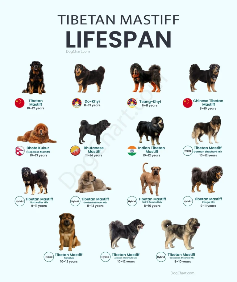 Tibetan Mastiff Lifespan | Male vs Female, Indoor & Outdoor Life Expectancy