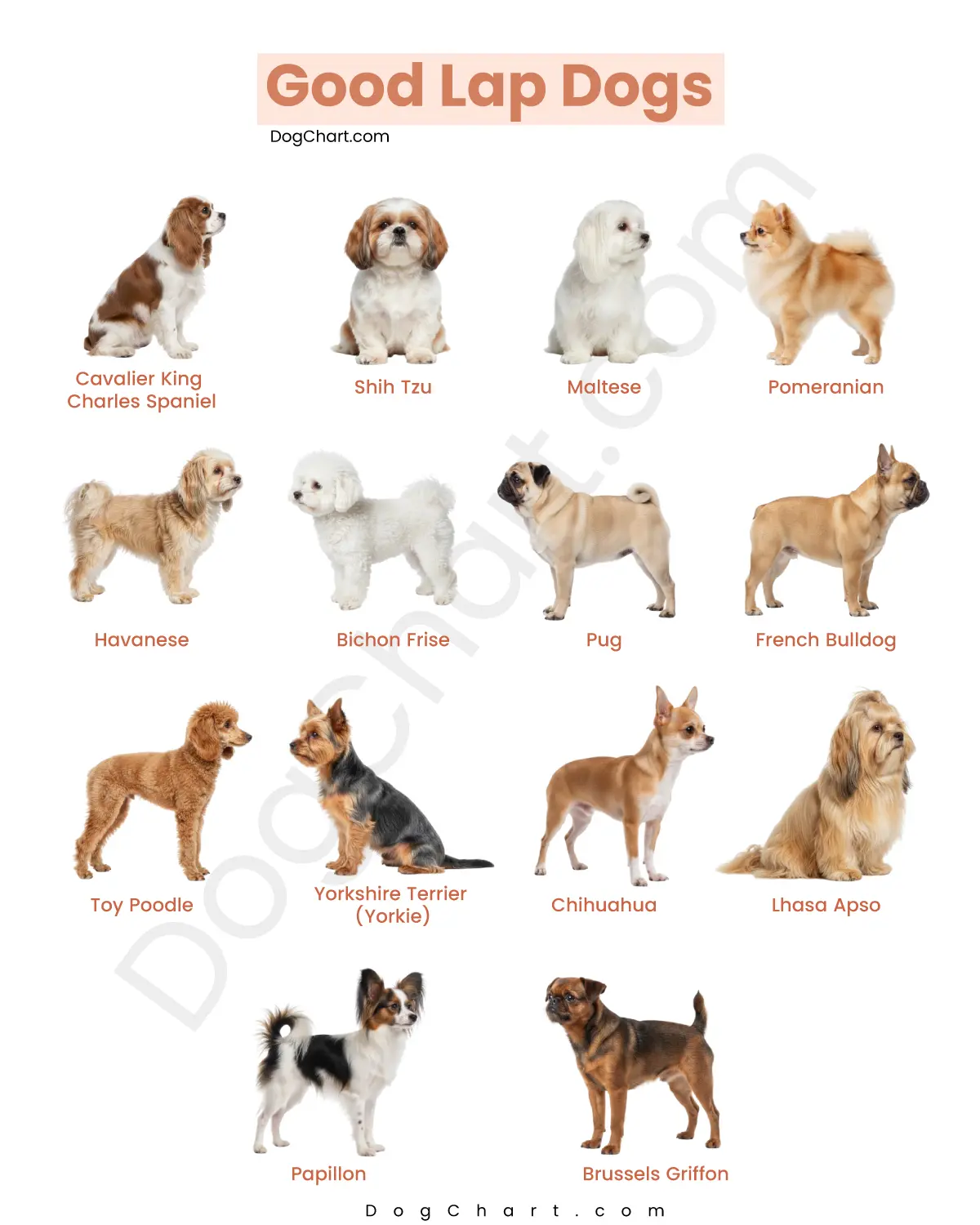 Best Lap Dogs: Top Cuddly Companions for Seniors, Families & More