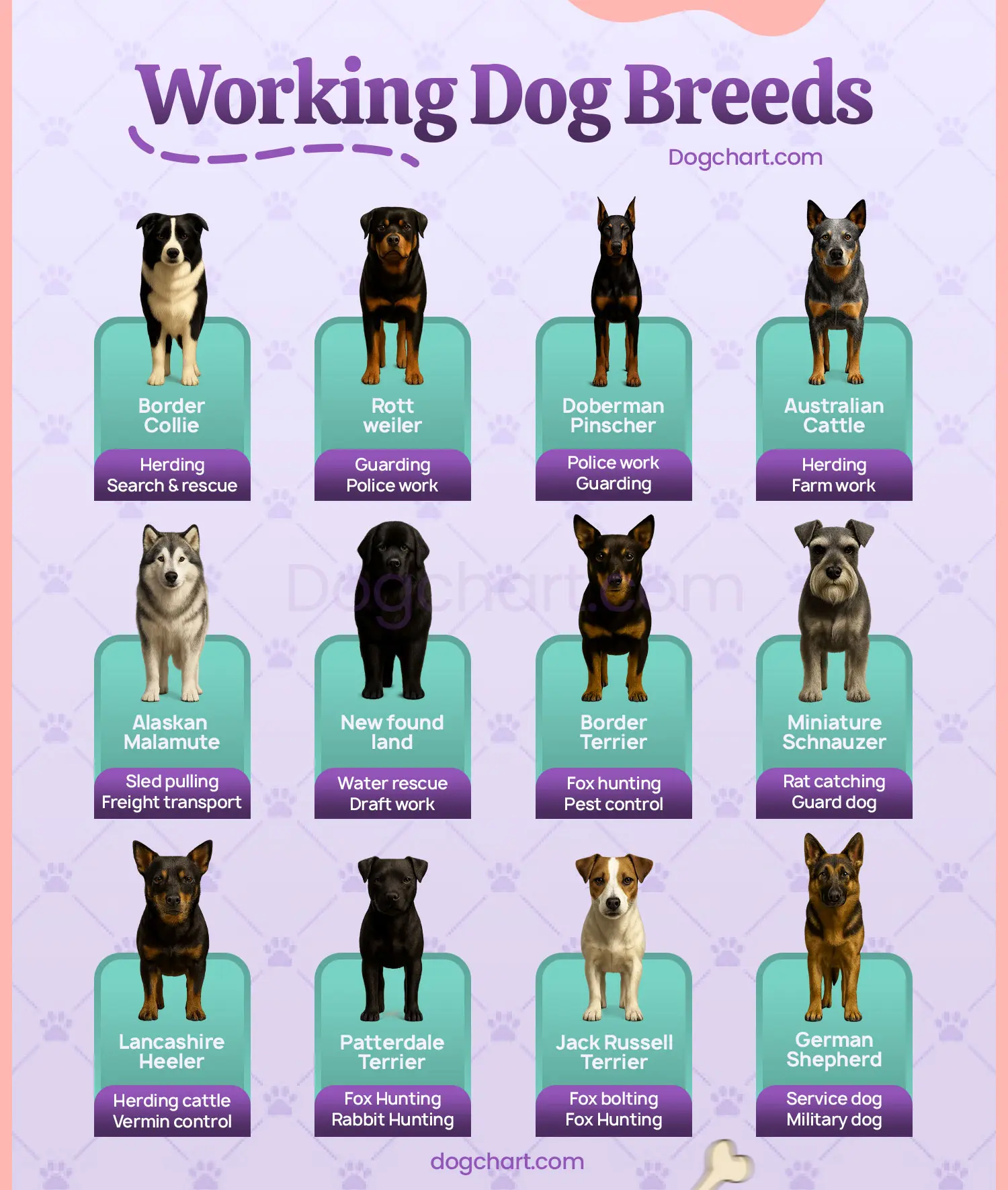 Working Dog Breeds Chart Top Working Dogs By Size Type Working Dog Breeds Chart Top Working Dogs By Size Type